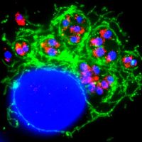 Research – Molecular Biology of Protozoan Animal Pathogens in the Dou Lab at Clemson University